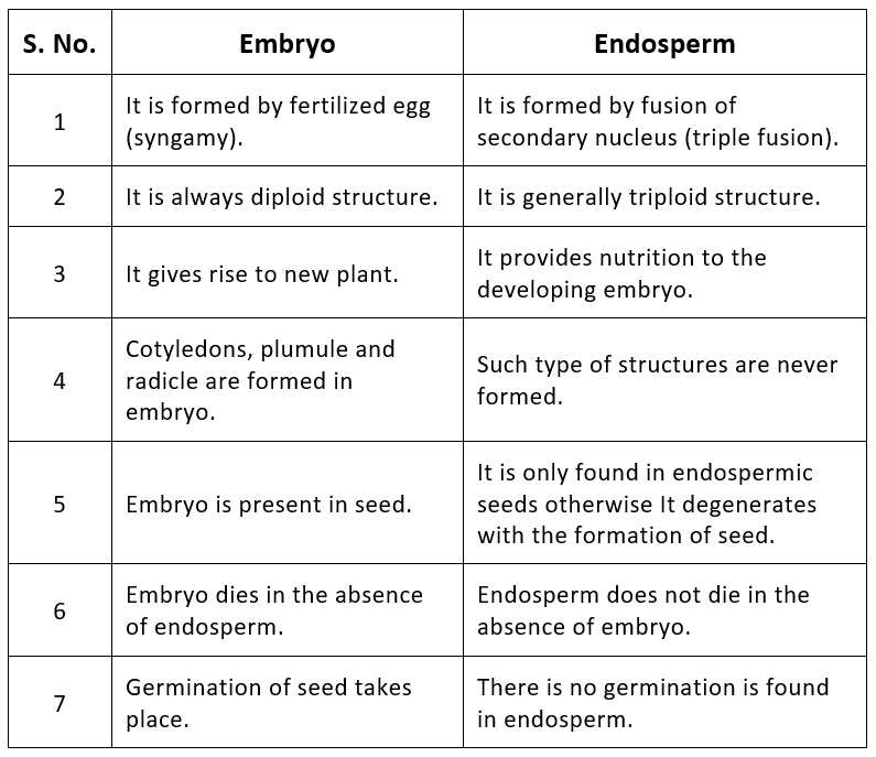 Seed Embryo Definition