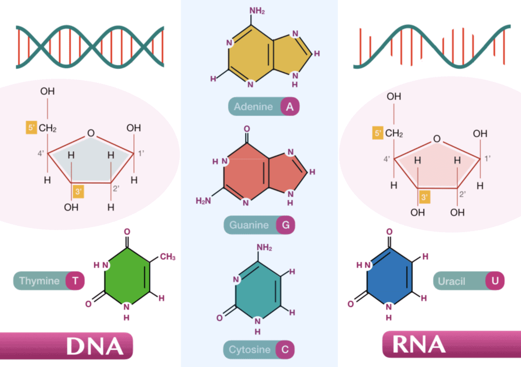 DNA: Structure of Polynucleotide Chain - Biology Class 12 - NEET PDF ...