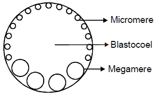 Pregnancy & Embryonic Development | Biology Class 12 - NEET PDF Download