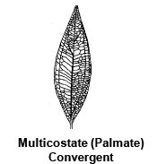 The Leaf: Types of Leaves, Phyllotaxy, Venation and Modifications of ...