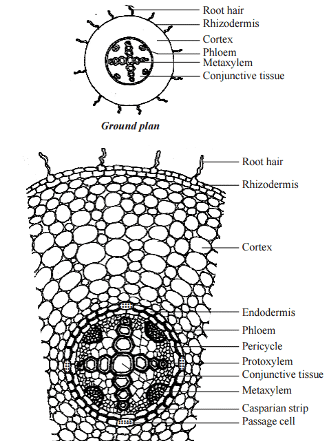 Anatomy of Monocot and Dicot Plants: Root, Stem and Leaf - Biology ...