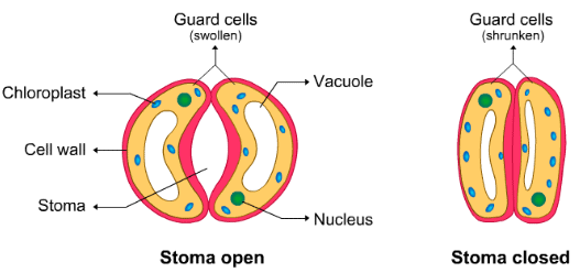 Theory and Procedure, Demonstration of Stomata on a Leaf Peel - Science ...