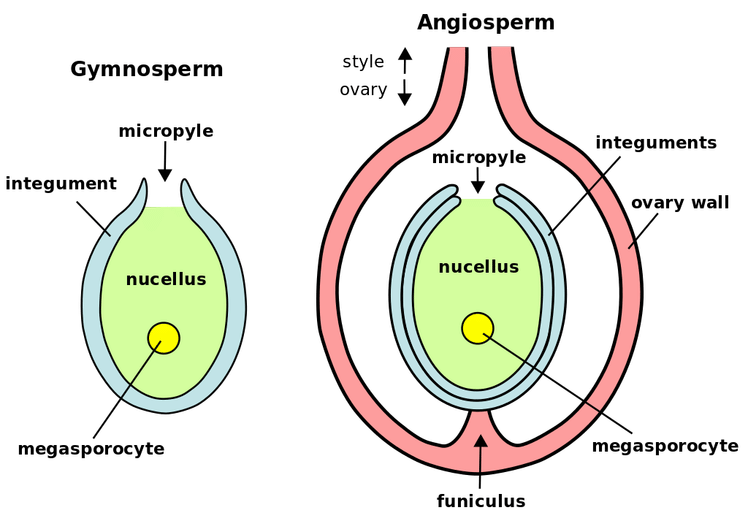 Megasporogenesis & Megagametogenesis | Biology Class 12 - NEET