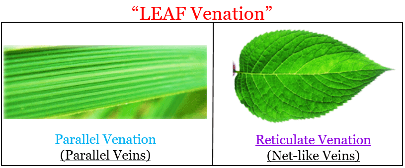 The Leaf: Types of Leaves, Phyllotaxy, Venation and Modifications of ...