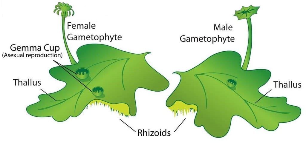 Classification of Bryophyta: Liverworts, Hornworts and Mosses ...