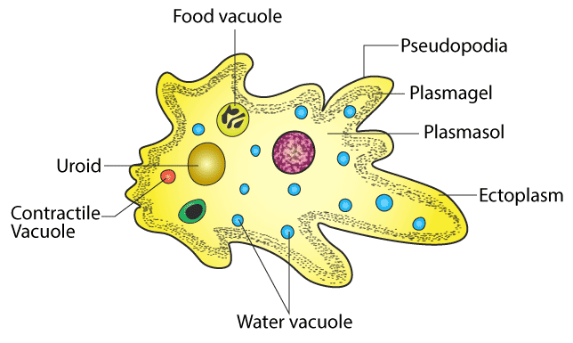 Euglenoids, Slime Moulds and Protozoans - Additional Study Material for ...
