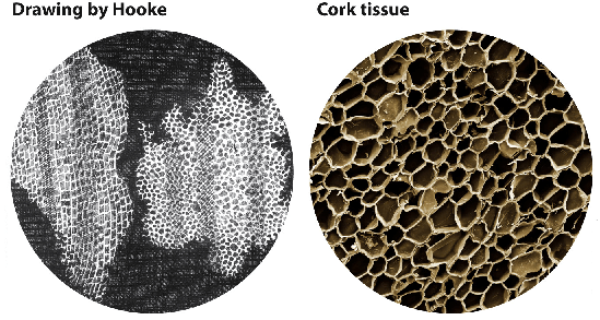 Cell, Types of Cell and Organisms - Science and Technology for UPSC CSE ...