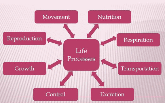 Life Processes Class 10 Notes Science Chapter 5 Free PDF