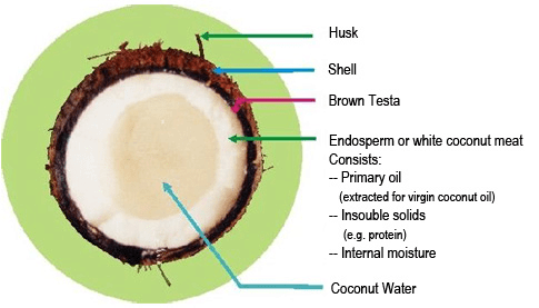 Post-Fertilisation: Development of Seed and Fruit - Biology for JAMB ...