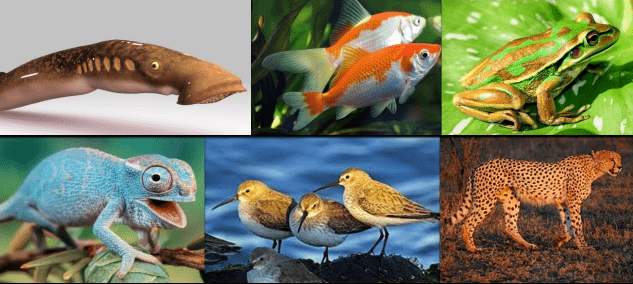 Sub-phylum - Vertebrata - Notes | Study Biology Class 11 - NEET