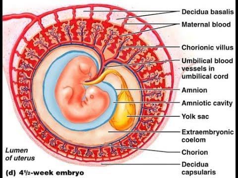 Pregnancy and Embryonic Development - Biology Class 12 - NEET PDF Download