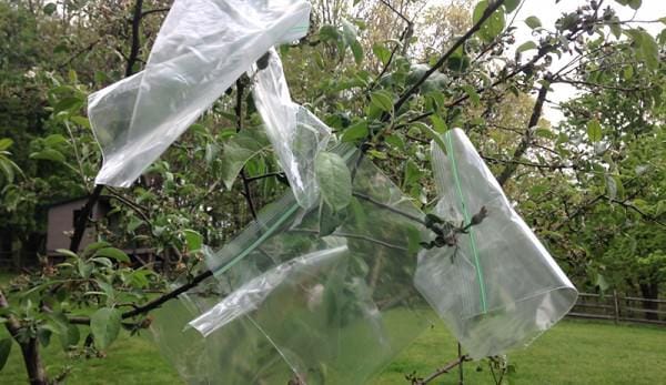 NCERT Solutions Class 12 Biology Chapter 1 - Sexual Reproduction in ...