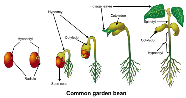 Theory and Procedure, Embryo of Dicot Seeds - Science Class 10 PDF Download