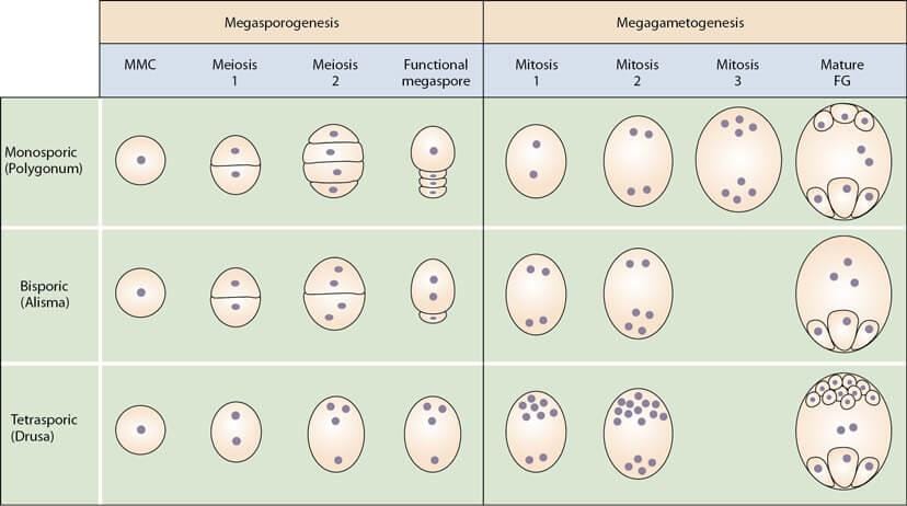 Megasporangia (Ovule) and Megasporogenesis - Biology for Grade 12 PDF ...