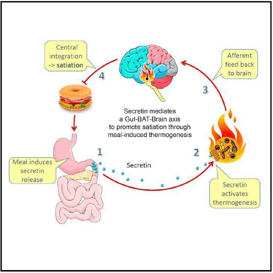 Endocrine System and Hormonal Reactions - Science and Technology for ...