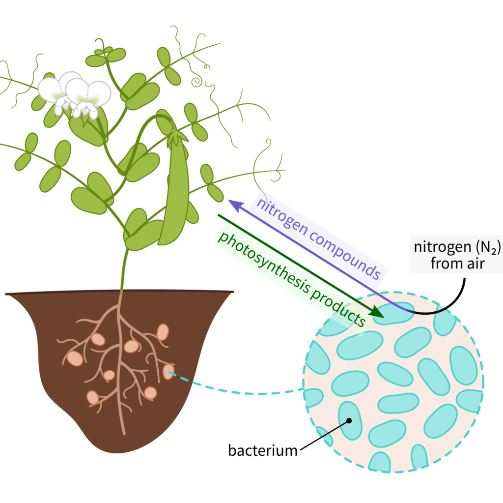 Biofertilizers - Biology for Grade 12 PDF Download
