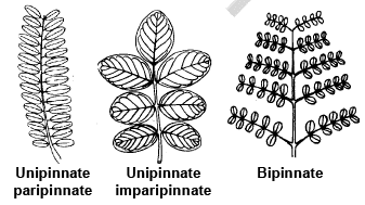 The Leaf: Types of Leaves, Phyllotaxy, Venation and Modifications of ...