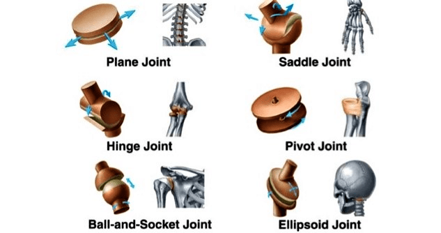 Types Of Joint Movements