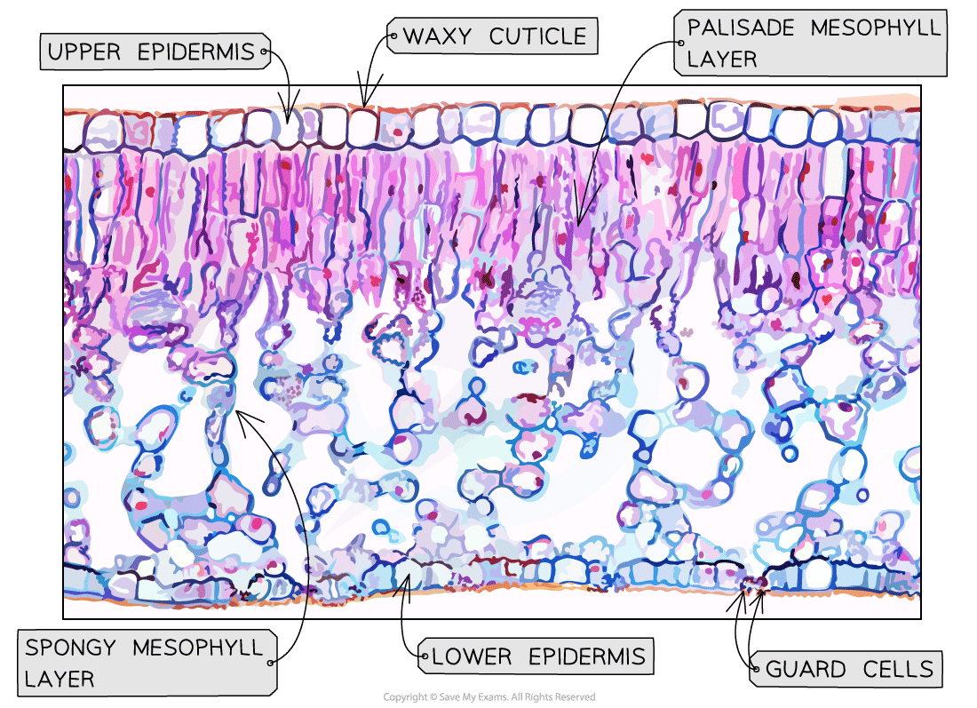 Identifying Leaf Structures In A Dicotyledonous Plant Year 9 Pdf Download