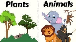 Diversity in the Living World Chapter Notes - Science Class 6 PDF Download