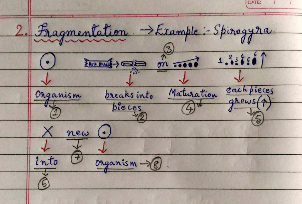 Overview of Asexual reproduction with amazing codes and tricks to ...