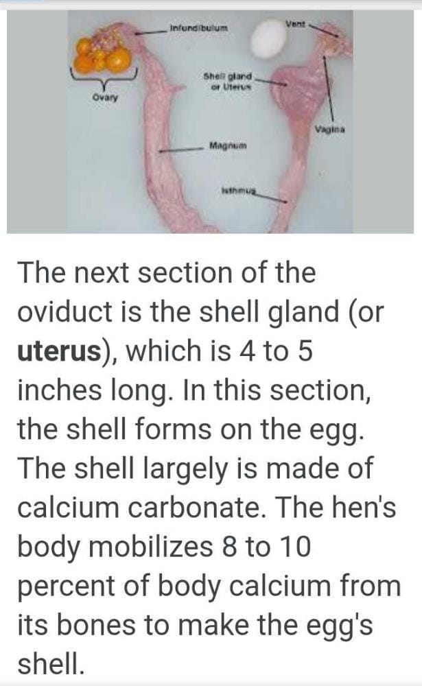 Where is uterus of bird? - EduRev NEET Question