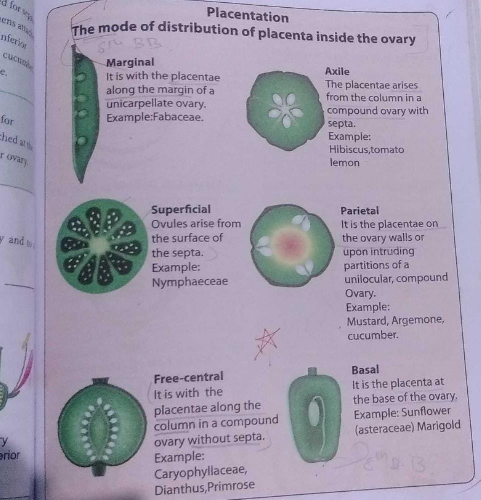 Which are the types of placentations ? - EduRev NEET Question