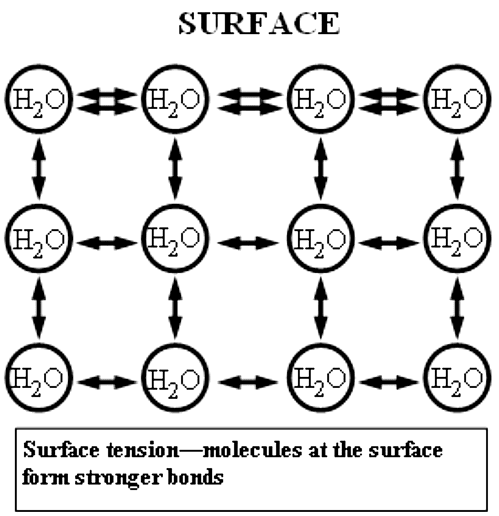 Surface Tension: Exploring the Definition, Units, and Examples of ...