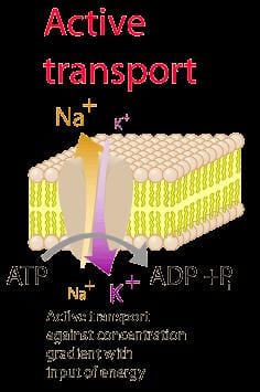 Give me the perfect explanation for sodium potassium pump? - EduRev ...