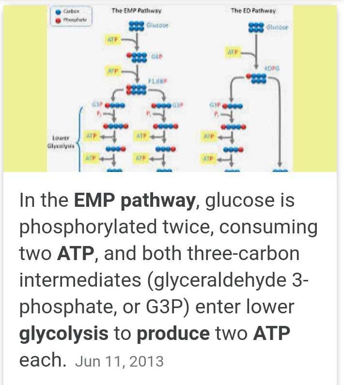 Total ATP production during EMP pathway is? - EduRev NEET Question