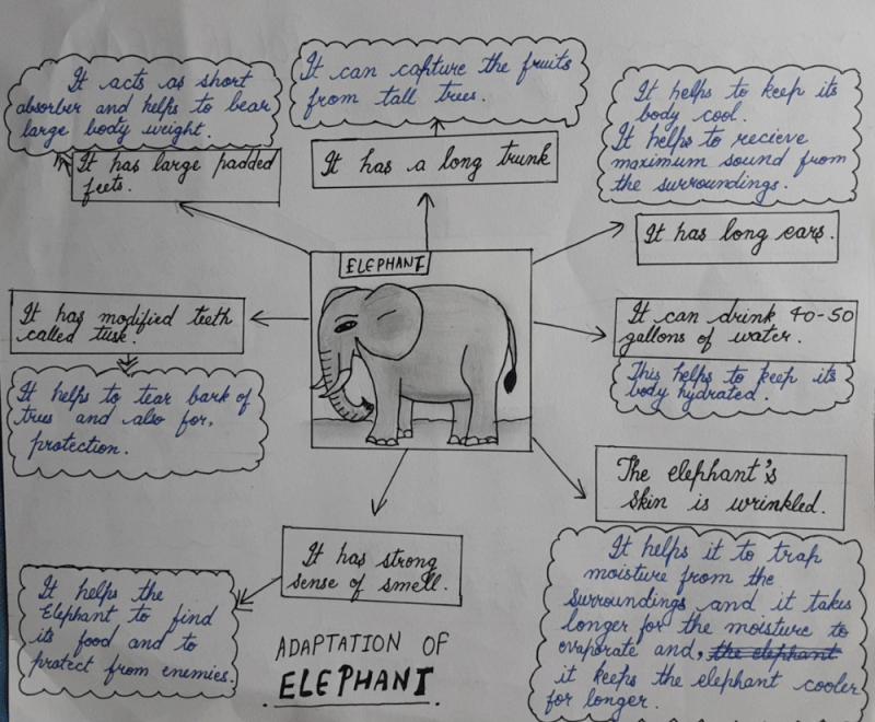 Adaptation Of Elephant