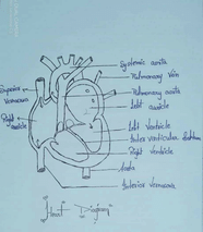 How To Draw The Diagram Of Heart EduRev Class 7 Question