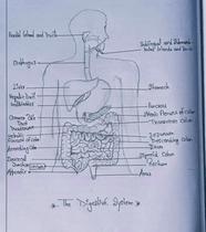 Describe Digestive System With Diagram EduRev Class 10 Question Describe Digestive System With Diagram EduRev Class 10 Question