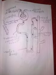 Describe The Structure And Functioning Of Nephrons EduRev Class 10