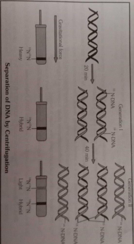 Explain separation of DNA by centrifugation? - EduRev NEET Question