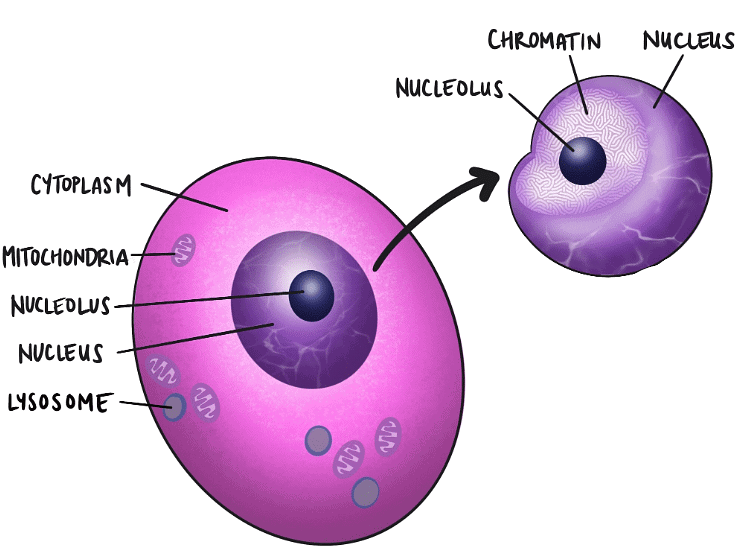 Mnemonics: Cell- The Unit of Life - Biology Class 11 - NEET PDF Download