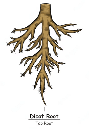 The Root: Types, Regions & Modifications | Biology Class 11 - NEET