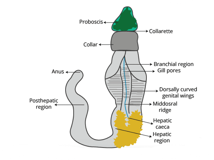 Animal Kingdom Chapter Notes | Biology Class 11 - NEET