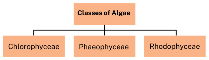 Algae: Chlorophyceae, Phaeophyceae & Rhodophyceae | Biology Class 11 - NEET