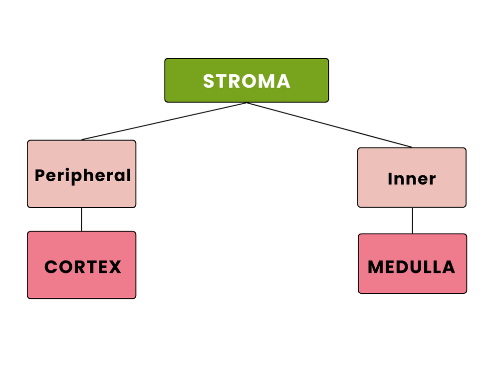 The Female Reproductive System | Biology Class 12 - NEET