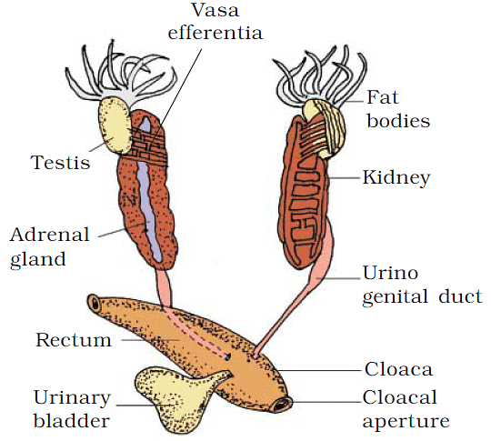 Structural Organization in Animals Chapter Notes - Biology Class 11 ...