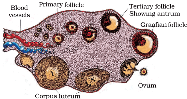 The Female Reproductive System - Biology Class 12 - NEET PDF Download