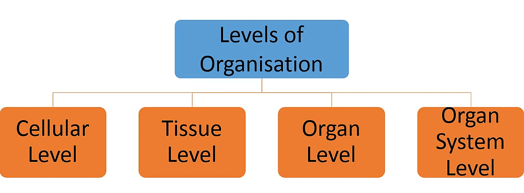 Animal Kingdom Chapter Notes - Biology Class 11 - NEET PDF Download