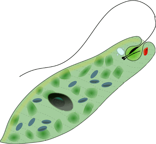Kingdom Protista: Chrysophytes and Dinoflagellates | Biology Class 11 ...