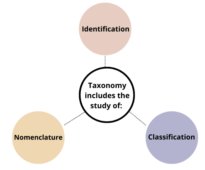 Taxonomy: Identification, Nomenclature & Classification | Biology Class ...