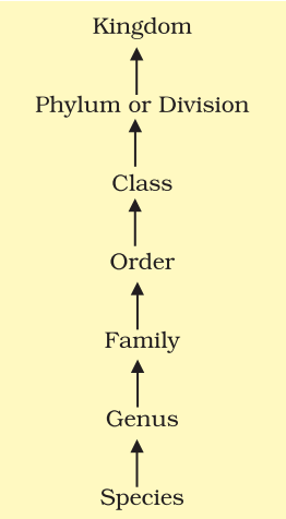 Kingdom Phylum Class Order Family Genus Species Mnemonic