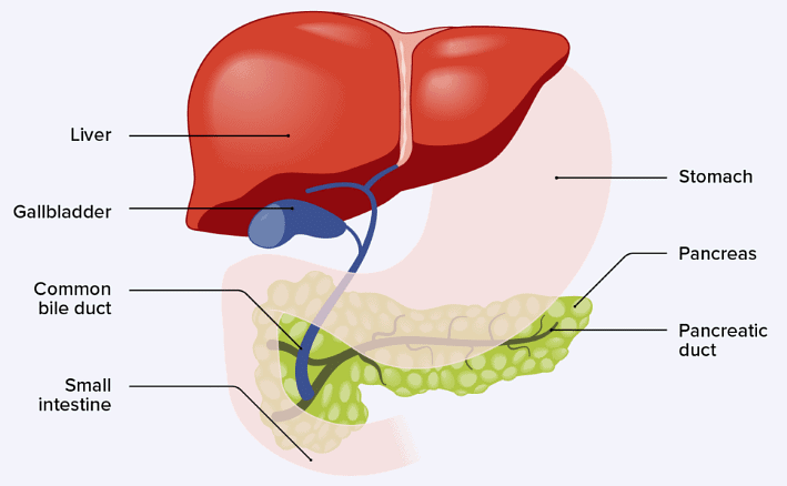 Important Notes for NEET: Digestion and Absorption - Biology for JAMB ...
