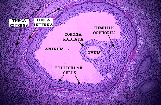 The Female Reproductive System | Biology Class 12 - NEET