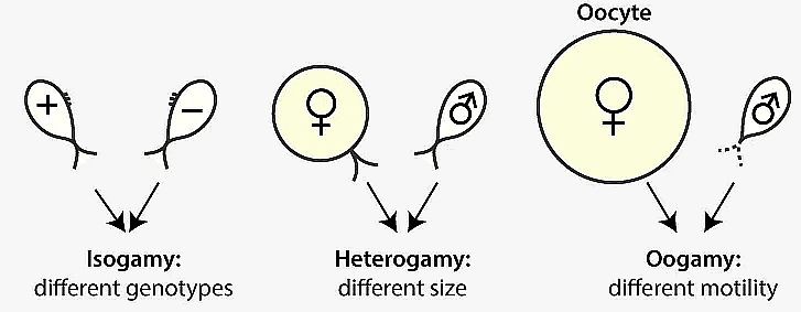 Algae: Chlorophyceae (Green Algae) - Notes | Study Biology Class 11 - NEET