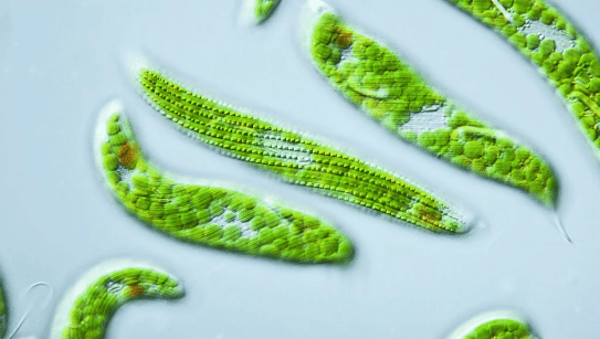 Kingdom Protista: Euglenoids, Slime Moulds and Protozoans - Biology ...